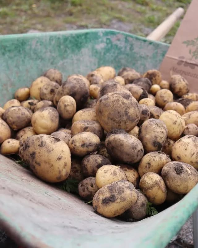 Stabby korv & trädgård